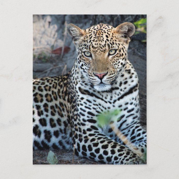 Close up leopard portrait sitting postcard | Zazzle.com