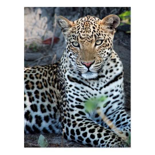 Close up leopard portrait sitting postcard | Zazzle.com
