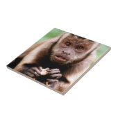 Close-up of a black-capped capuchin monkey ceramic tile | Zazzle