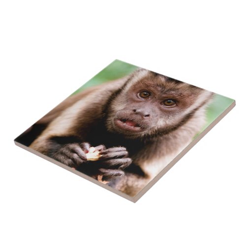 Close-up of a black-capped capuchin monkey ceramic tile | Zazzle