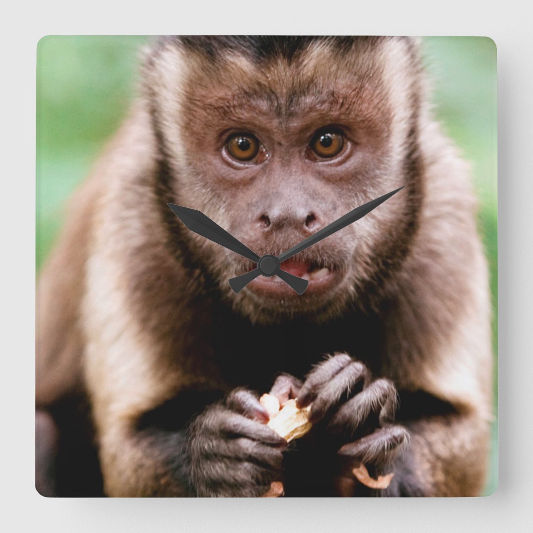 Close-up of a black-capped capuchin monkey square wall clock | Zazzle