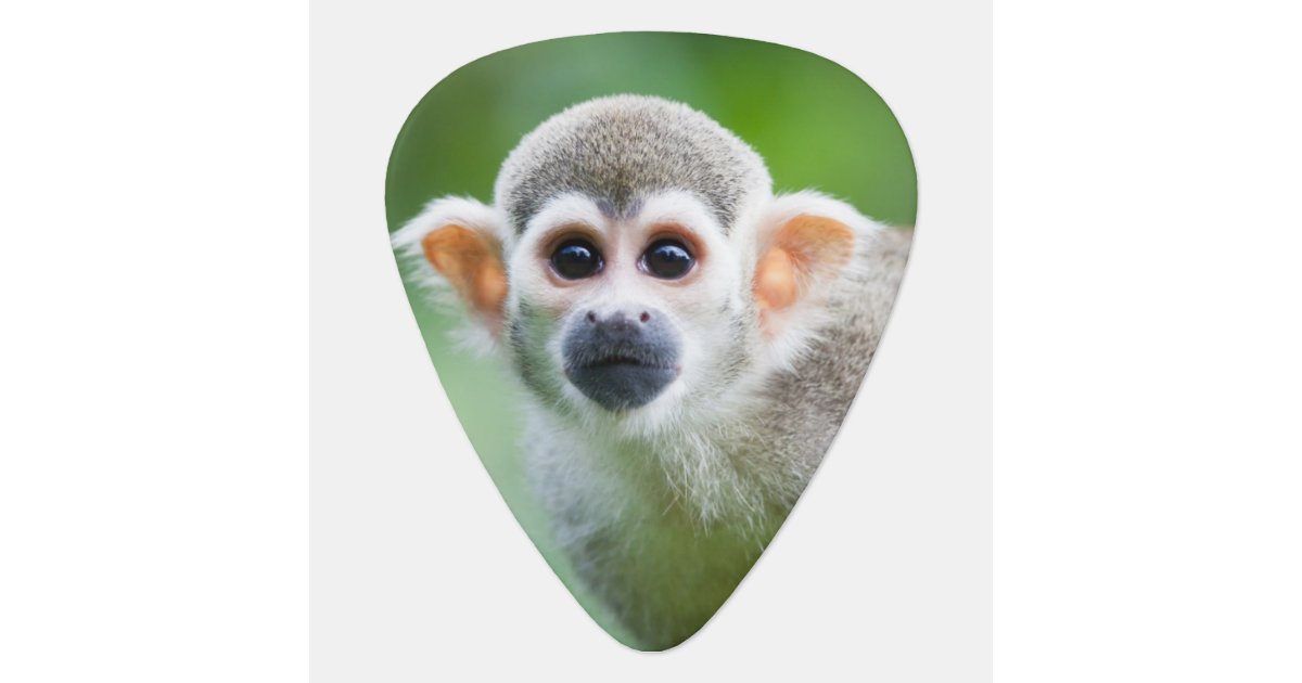 Close-up of a Common Squirrel Monkey Guitar Pick | Zazzle