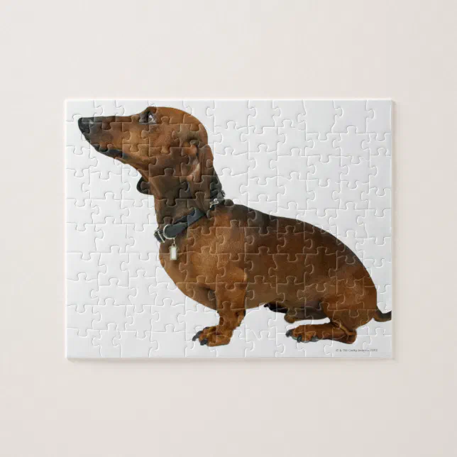Close up of a dachshund jigsaw puzzle | Zazzle