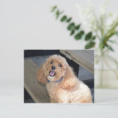 Close Up of Cute Cockapoo Dog Smiling at Camera Postcard | Zazzle