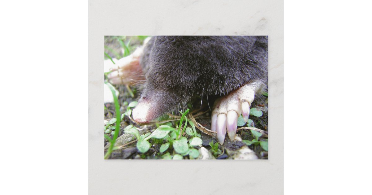 Close-Up of Mole Face and Claws Postcard | Zazzle