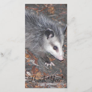 Possum Cards | Zazzle