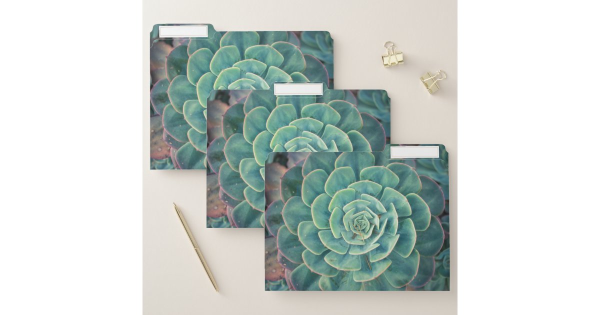 Close-up Succulent File Folder | Zazzle