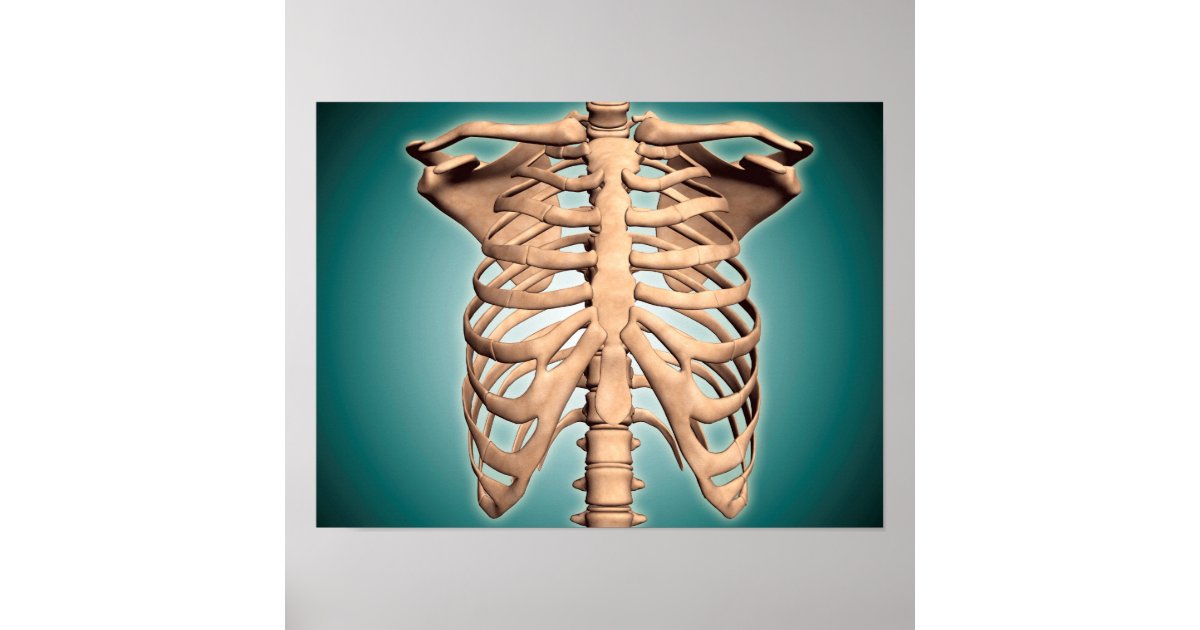 Close-Up View Of Human Rib Cage Poster | Zazzle