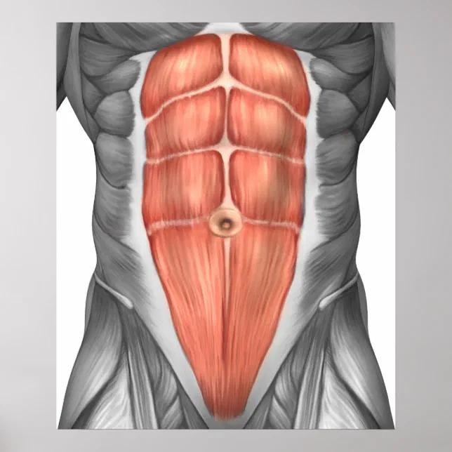 Close-Up View Of Male Abdominal Muscles Poster | Zazzle