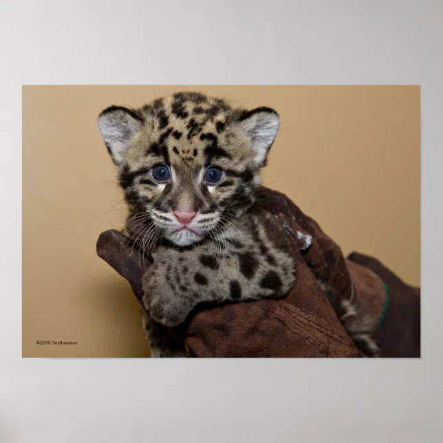 Clouded Leopard Cub Poster | Zazzle