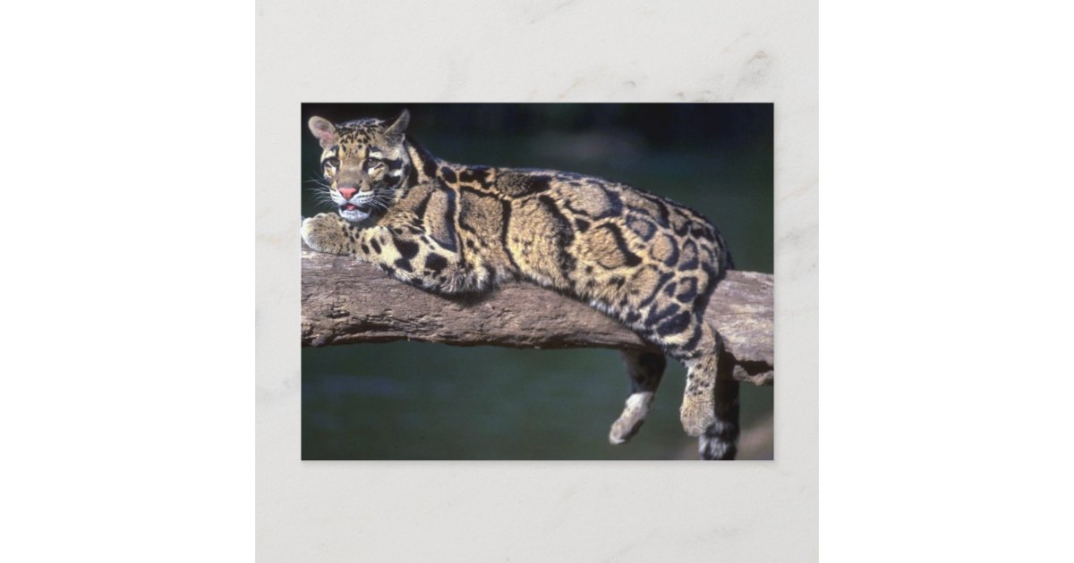 Clouded Leopard on log Postcard | Zazzle