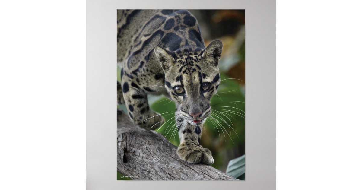 Clouded Leopard on the Move Poster | Zazzle