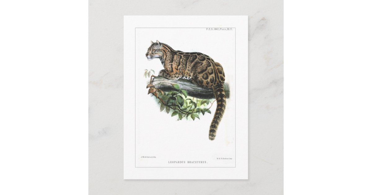 Clouded leopard postcard | Zazzle