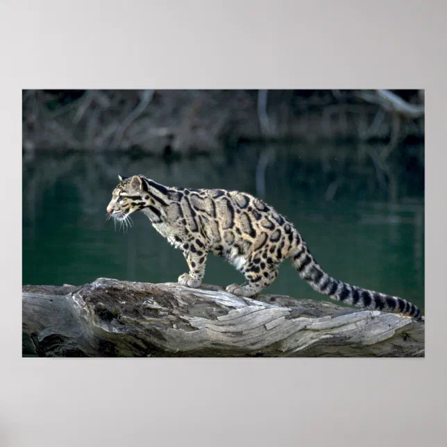 Clouded leopard poster | Zazzle