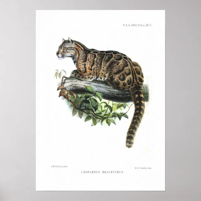Clouded leopard poster | Zazzle