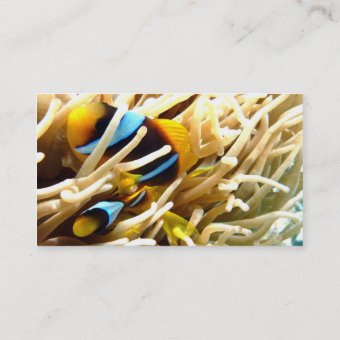 Clown Fish Business Cards | Zazzle