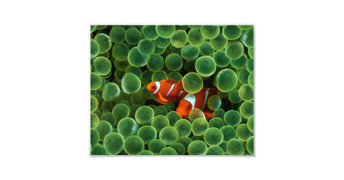 Clown Fish Photo Print | Zazzle