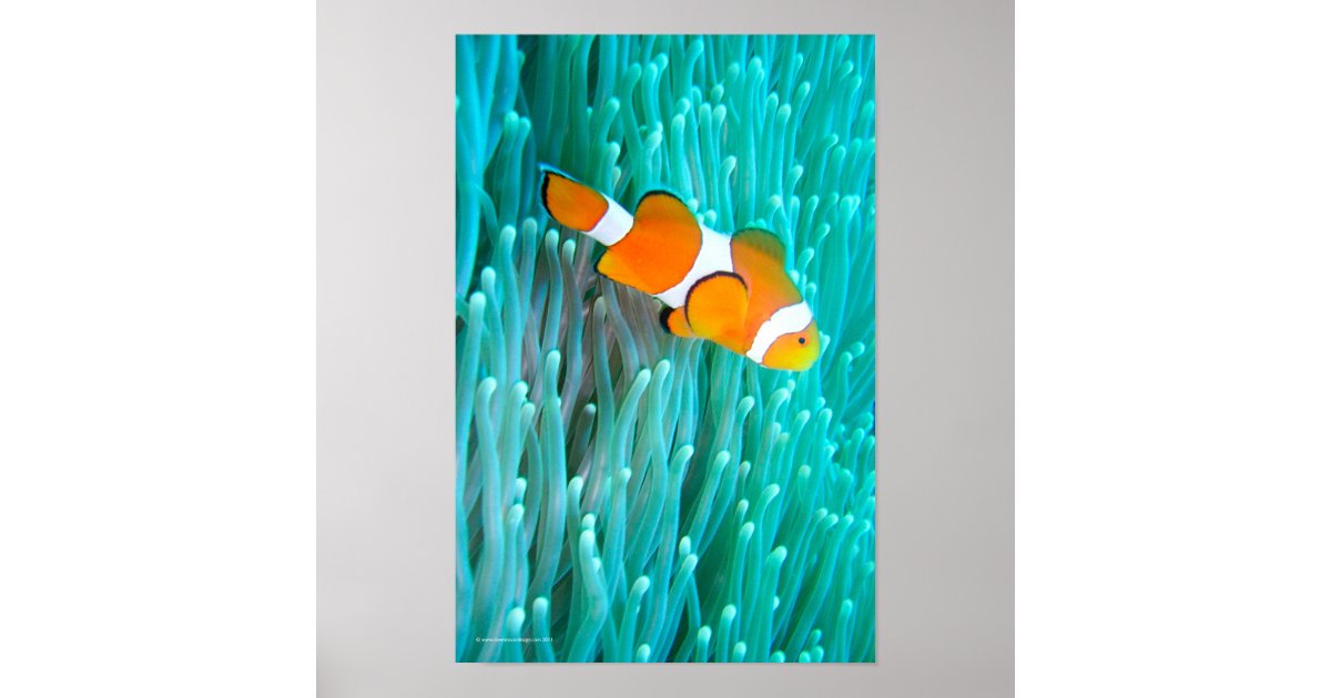 Clown Fish Poster | Zazzle