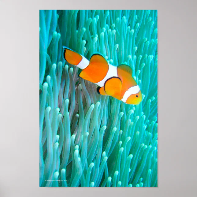 Clown Fish Poster | Zazzle