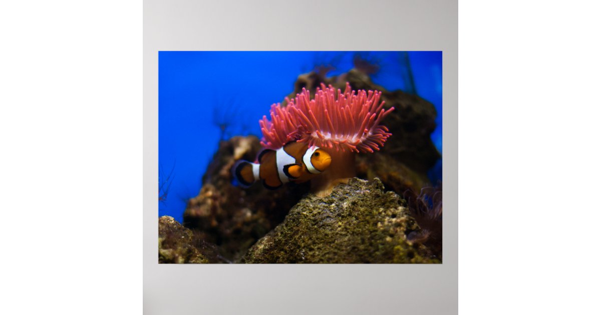 clown vis poster | Zazzle