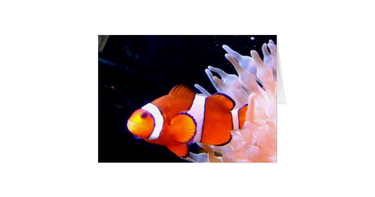 Clownfish Card | Zazzle