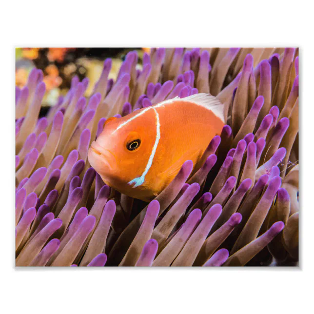 Clownfish Photo Print | Zazzle