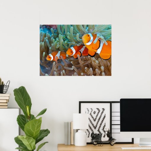 Clownfish Poster | Zazzle