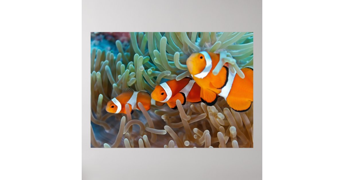 Clownfish Poster | Zazzle