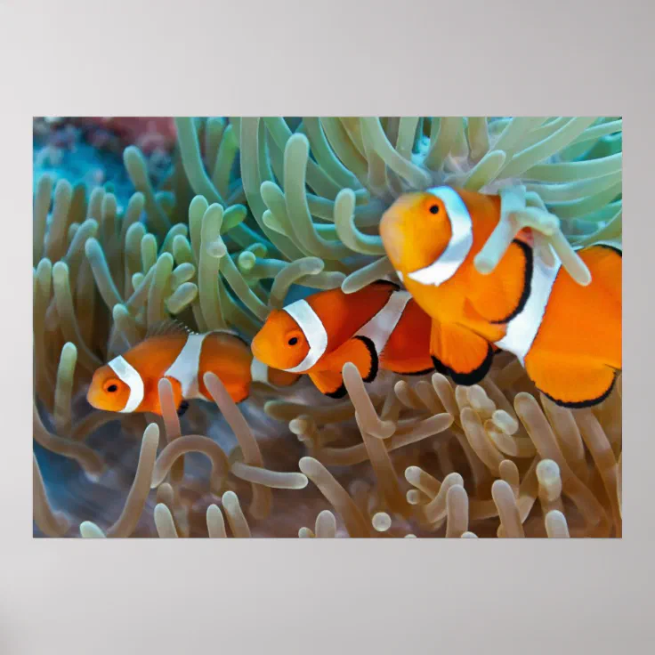 Clownfish Poster | Zazzle