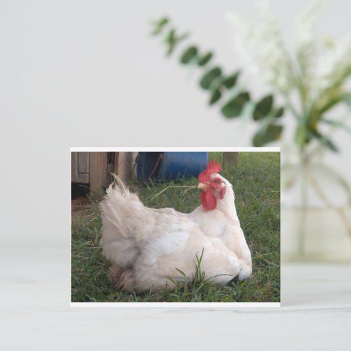Cluck - Sweet White chicken Postcard | Zazzle
