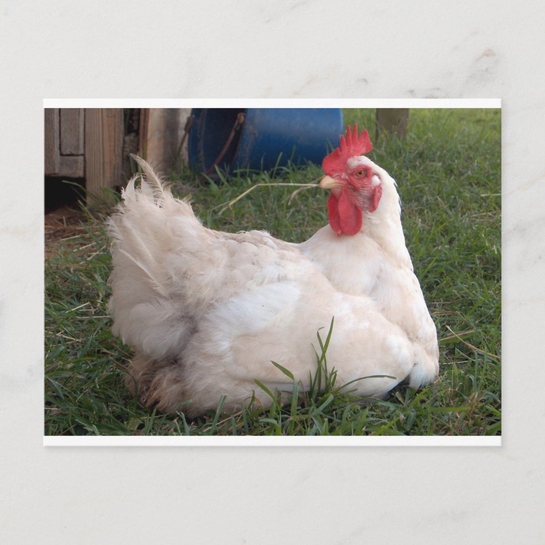 Cluck - Sweet White chicken Postcard | Zazzle