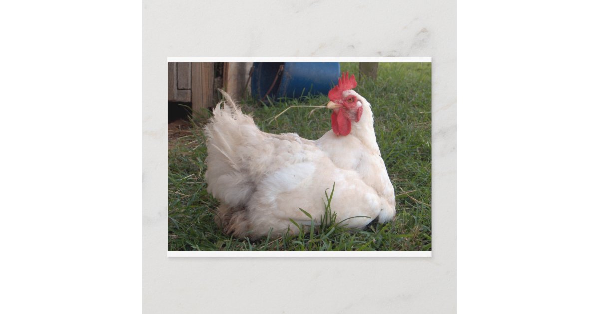 Cluck - Sweet White chicken Postcard | Zazzle