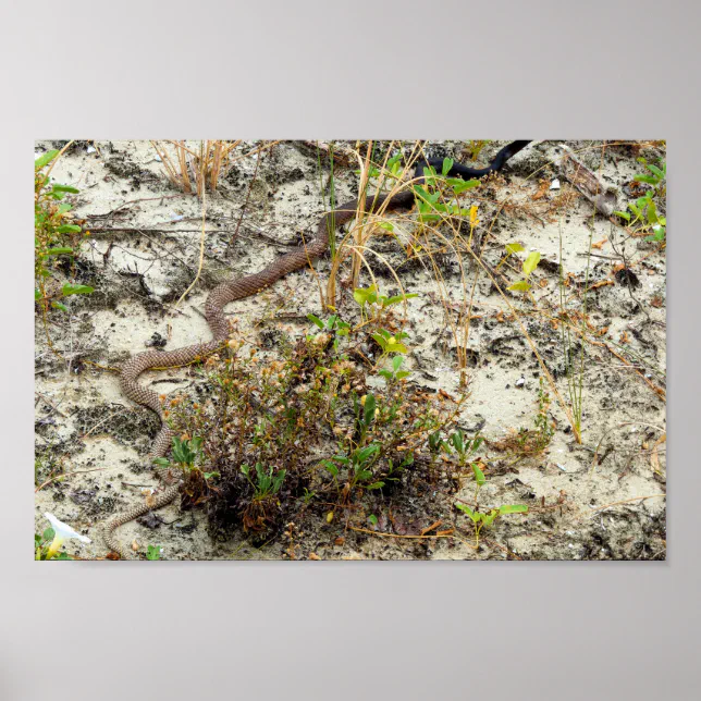 Coachwhip Snake Poster | Zazzle