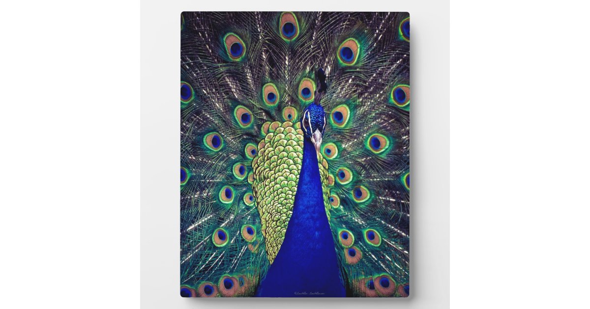 Cobalt Blue Peacock Plaque | Zazzle