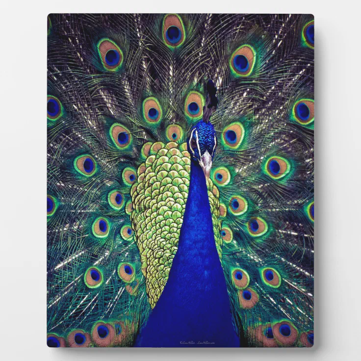 Cobalt Blue Peacock Plaque | Zazzle