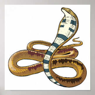 Cobra Snake Posters | Zazzle