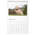 Cockapoo Calendar 2018 | Zazzle