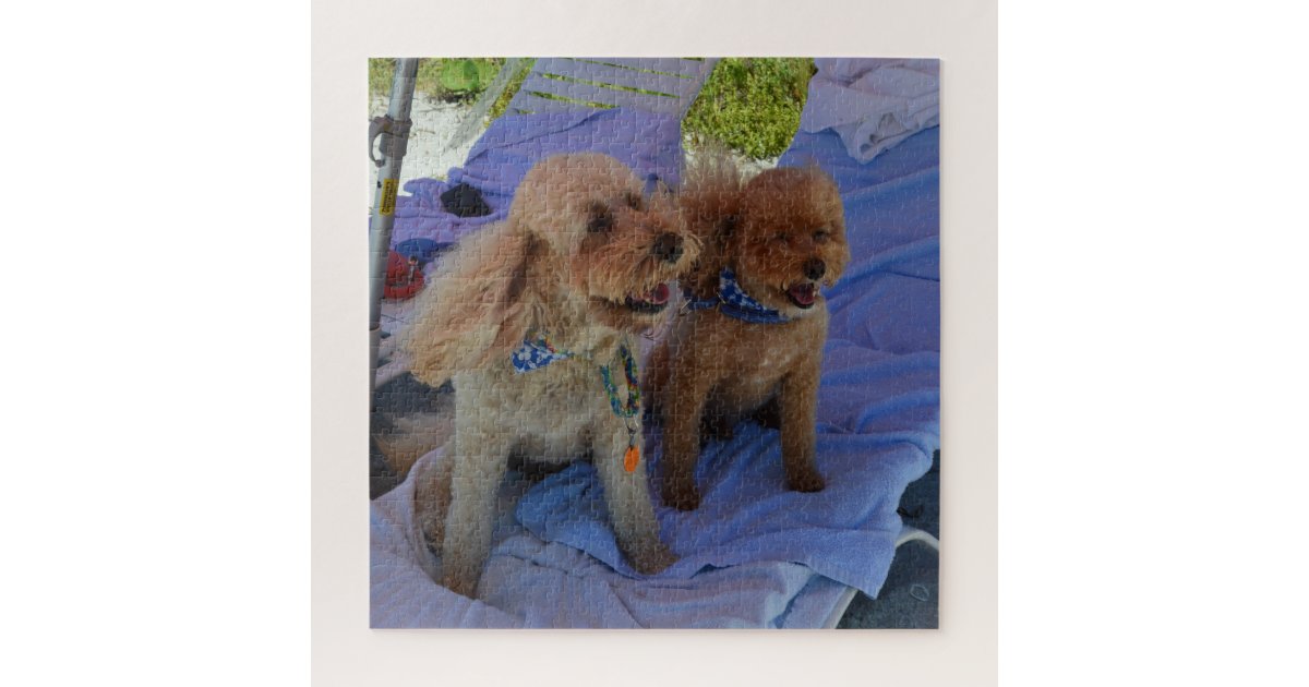 Cockapoo Dogs Enjoy Beach Vacation Photograph Jigsaw Puzzle | Zazzle