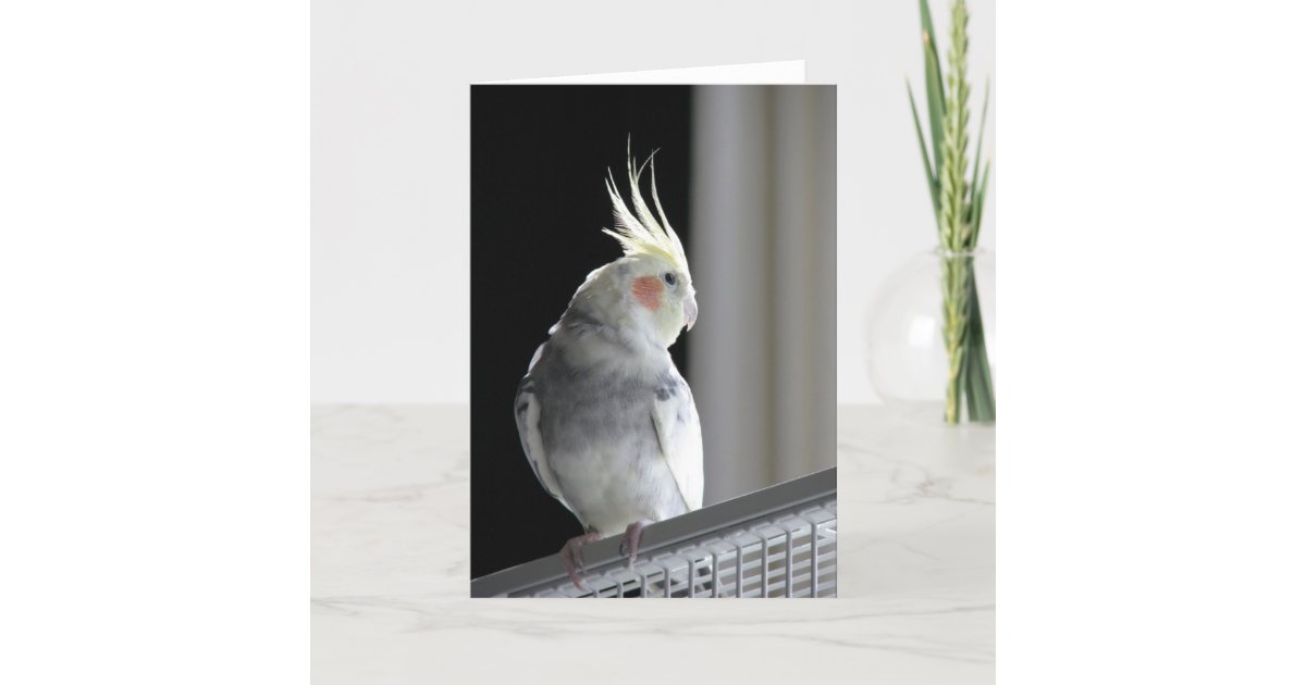 Cockatiel Greeting Card | Zazzle