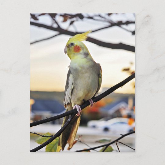 Cockatiel Profile Photograph Postcard | Zazzle.com
