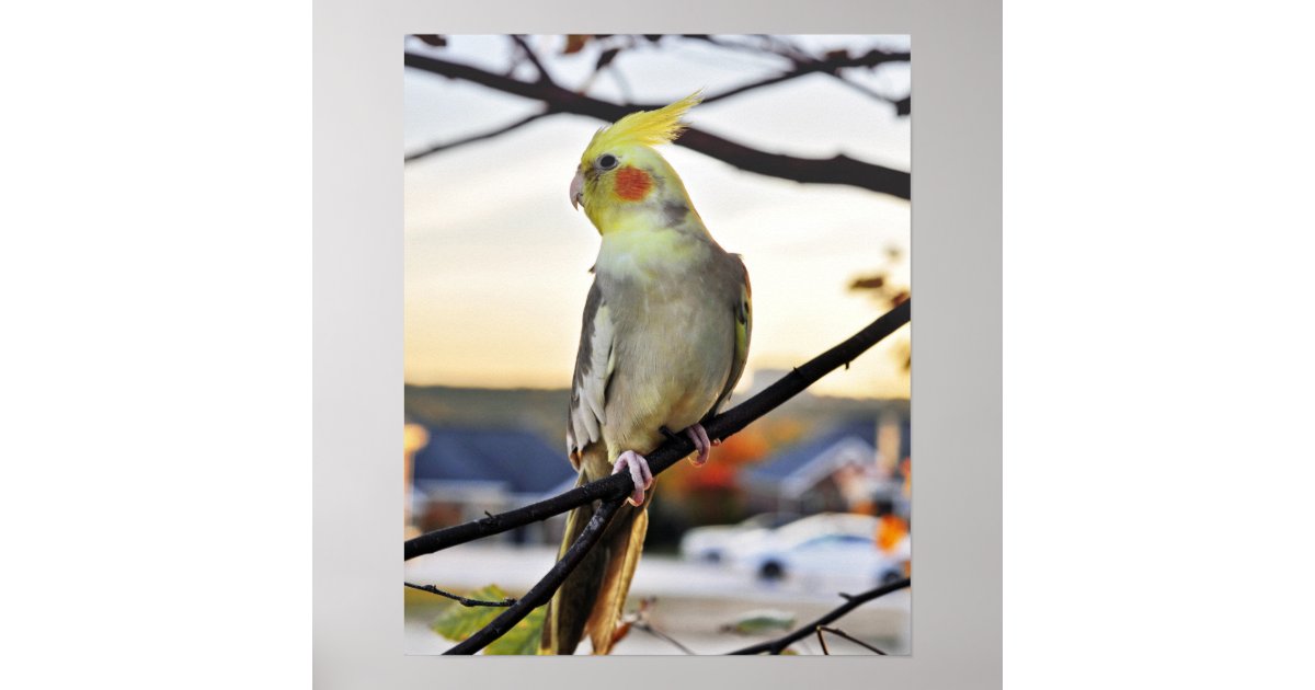Cockatiel Profile Photograph Poster | Zazzle
