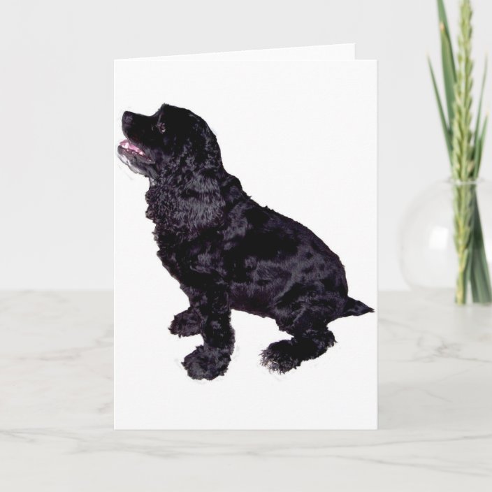 Cocker Spaniel Card | Zazzle.com