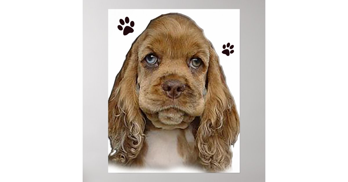 Cocker spaniel poster | Zazzle