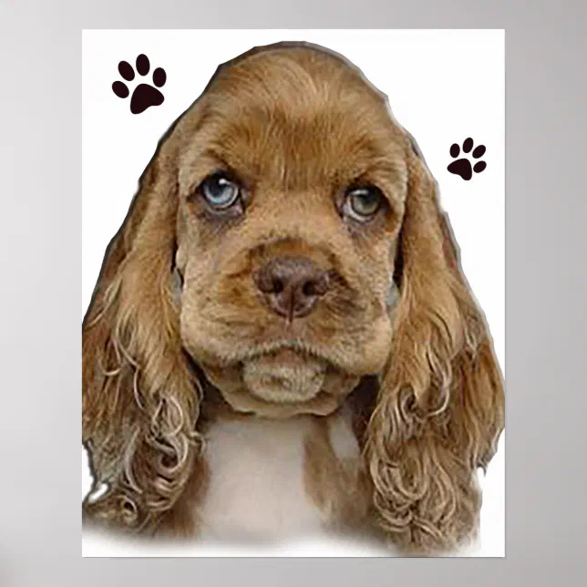 Cocker spaniel poster | Zazzle
