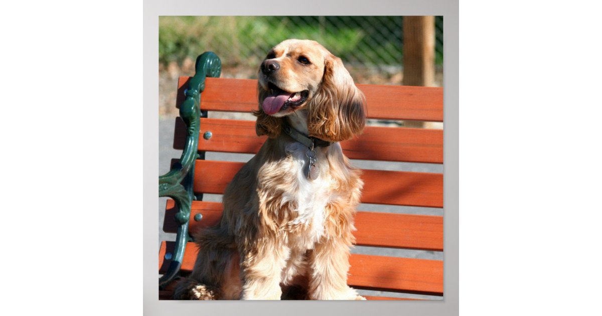 Cocker Spaniel poster | Zazzle