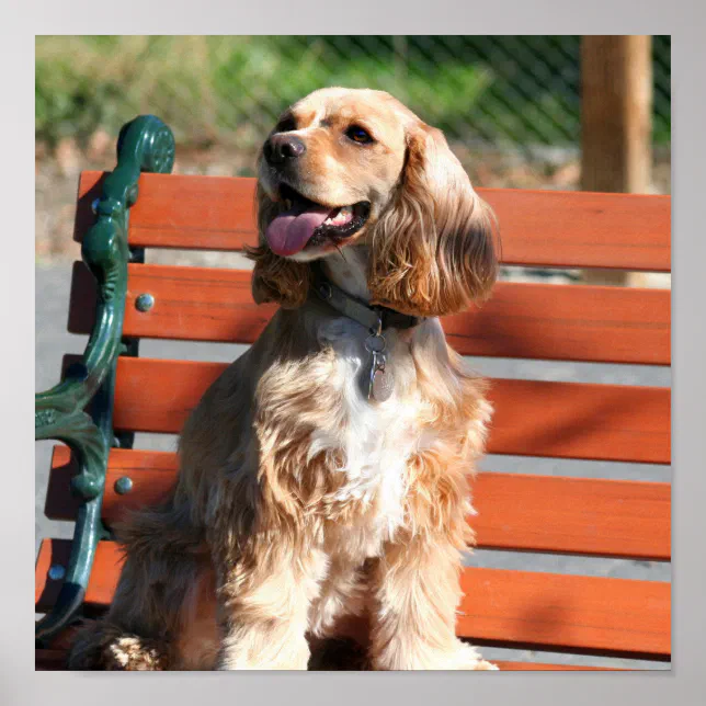 Cocker Spaniel poster | Zazzle