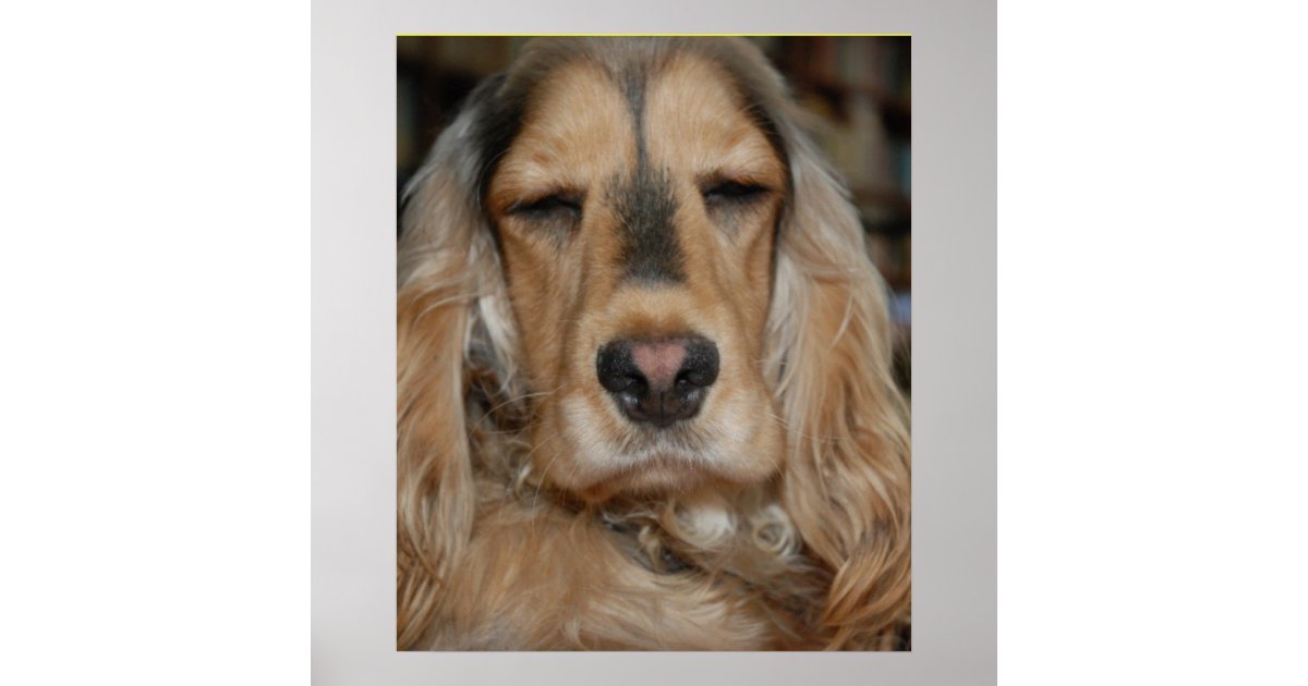 Cocker Spaniel Poster | Zazzle