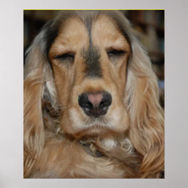 Cocker Spaniel Poster | Zazzle