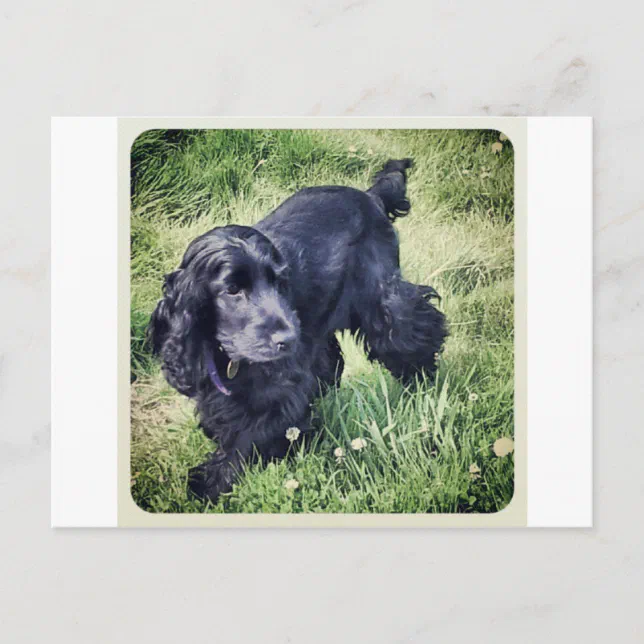 Cocker Spaniel Puppy Postcard | Zazzle