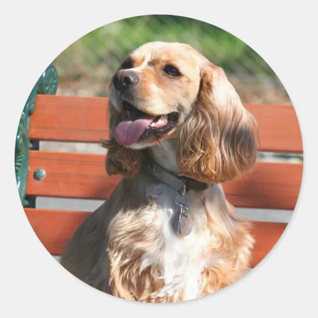 Cocker Spaniel stickers | Zazzle